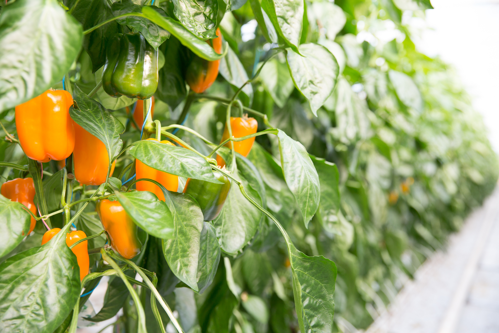 Greenhouse Bell Peppers