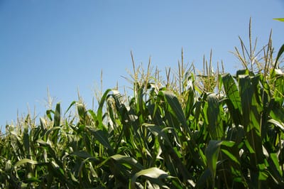 Maize