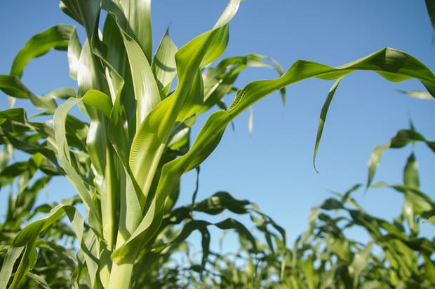 Netafim Southern and East Africa