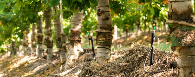 Micro-sprinkler irrigation: What you need to know