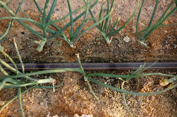 Netafim South Africa drives cost-efficient dripline supply and economic growth with local investment