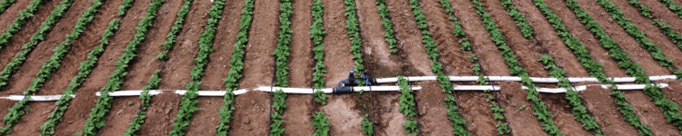 Sugar bean success with drip irrigation