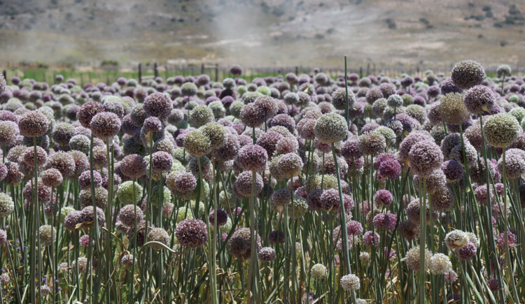 Knowledge Hub | Netafim