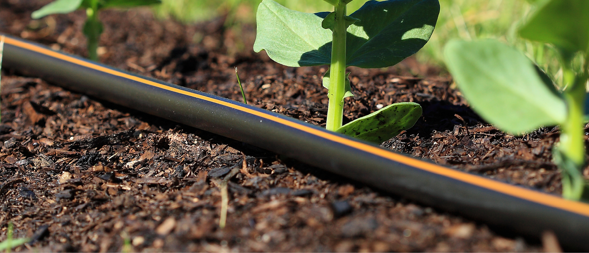 Drippers and Driplines Solutions | Netafim