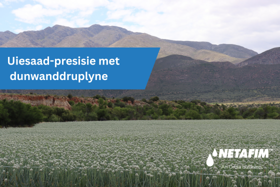 Uiesaadproduksie met drupbesproeiing